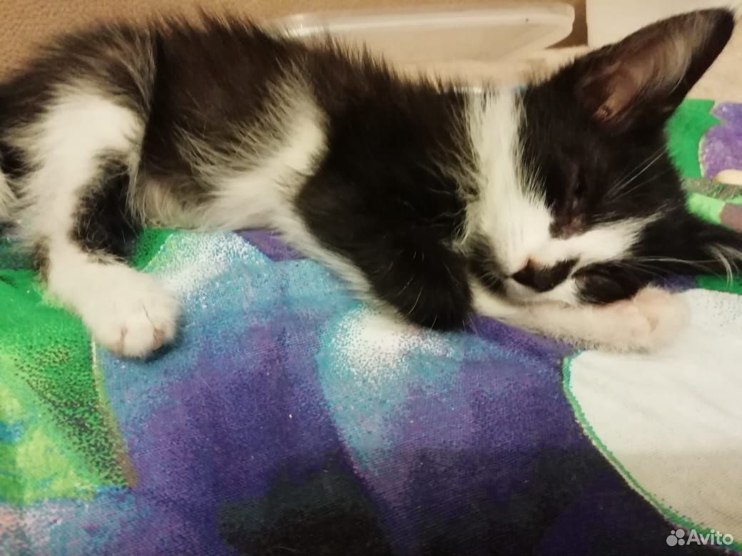 Котята