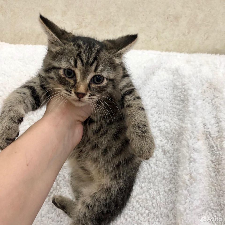 Котенок