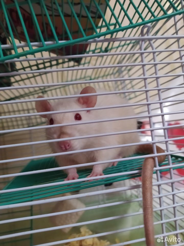 Белая крыска (бесплатно)