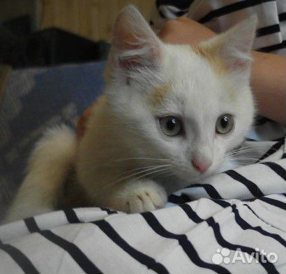 Беленький с рыжим хвостом Беллис - 2 мес