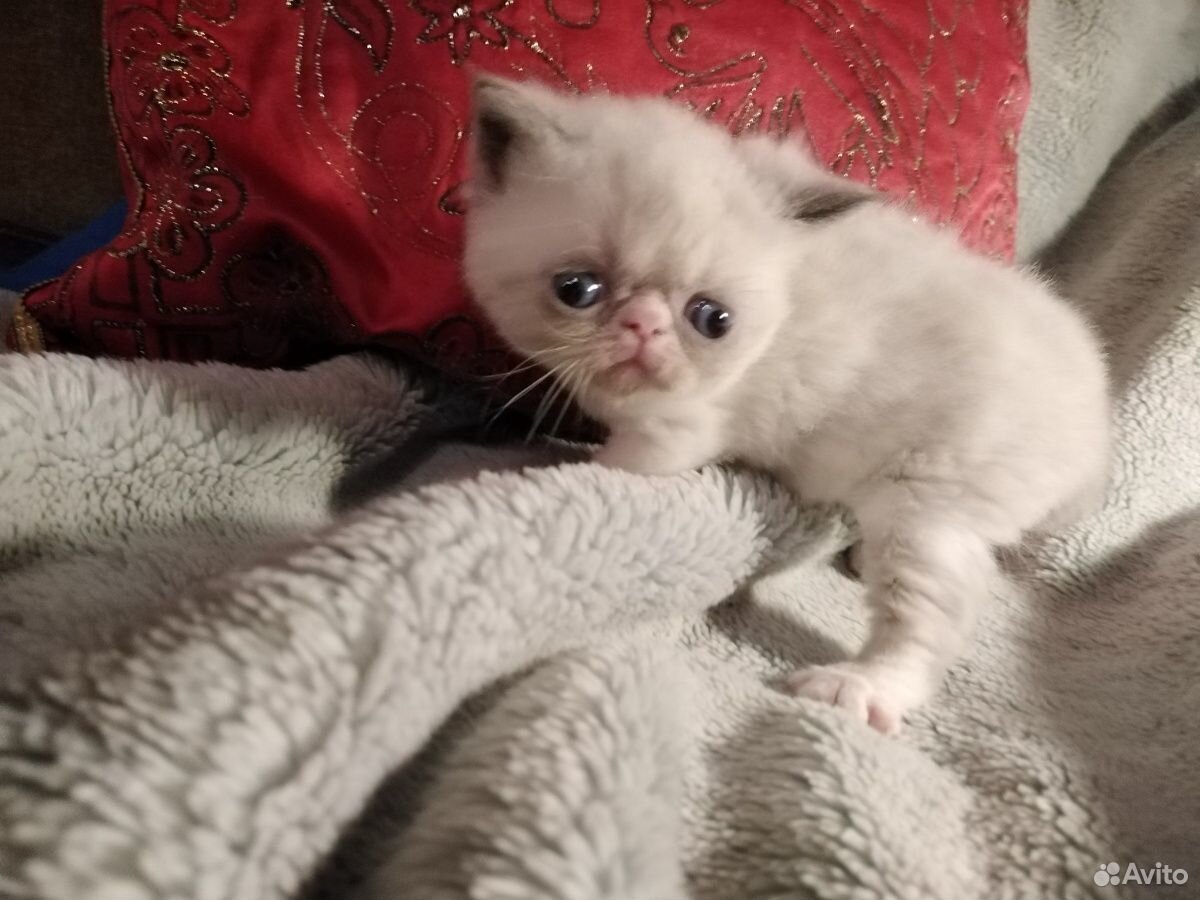 Белоснежка