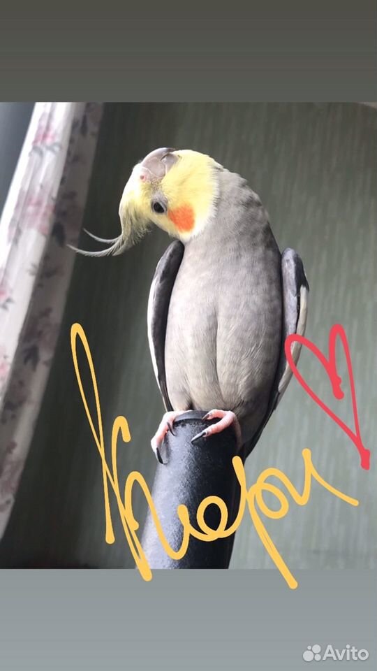 Корелла мальчик
