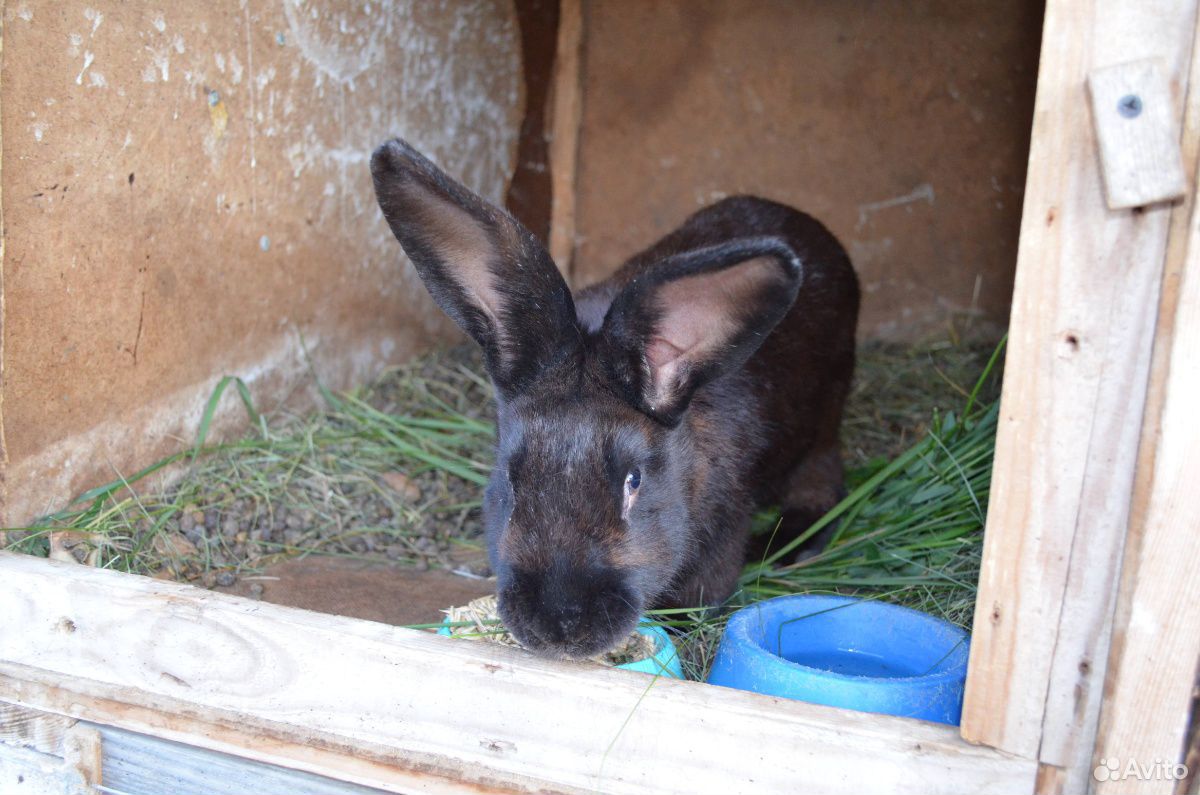 Самец на племя