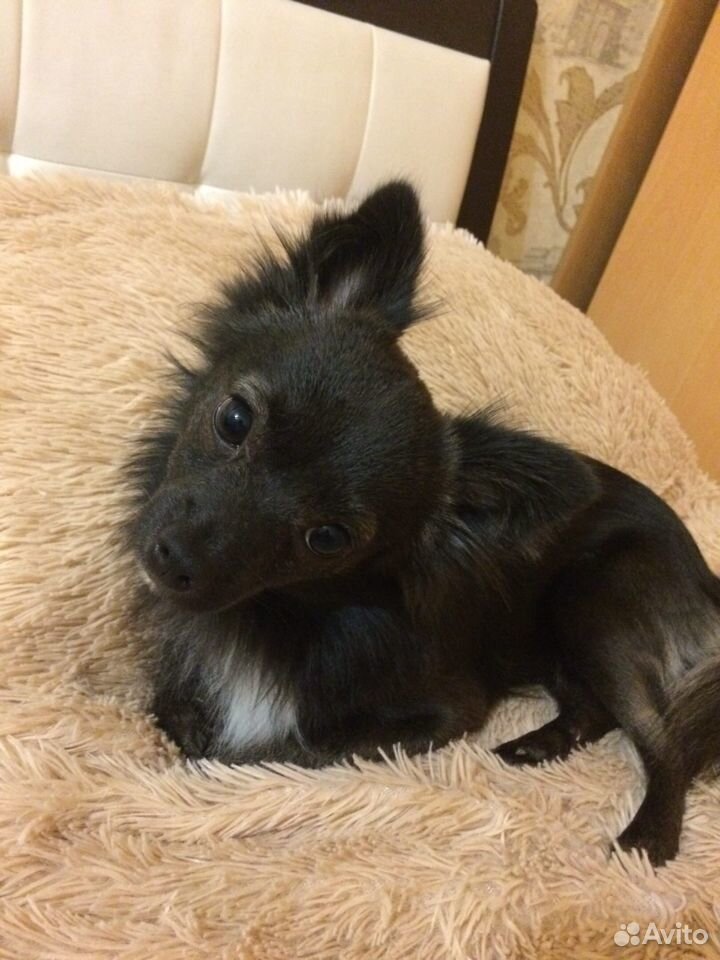 Вязка Ищем невесту для Джека (порода Помчи)