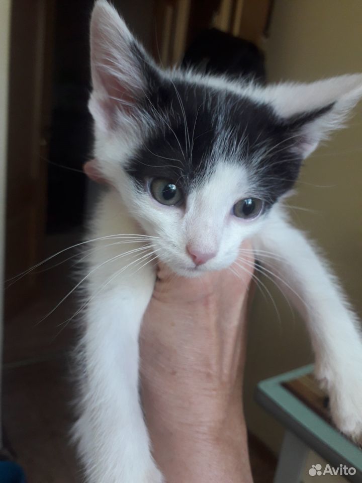 Котомальчик,2,5 мес,ждет маму