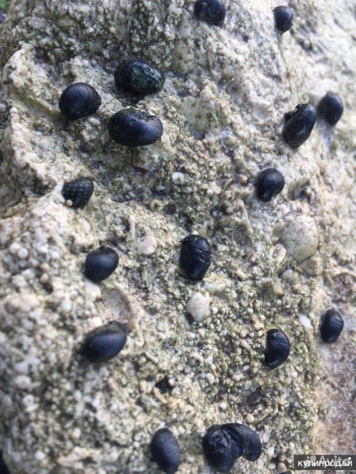 Улитки теодоксусы