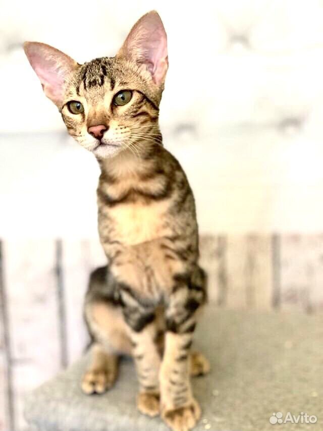 Котёнок саванна