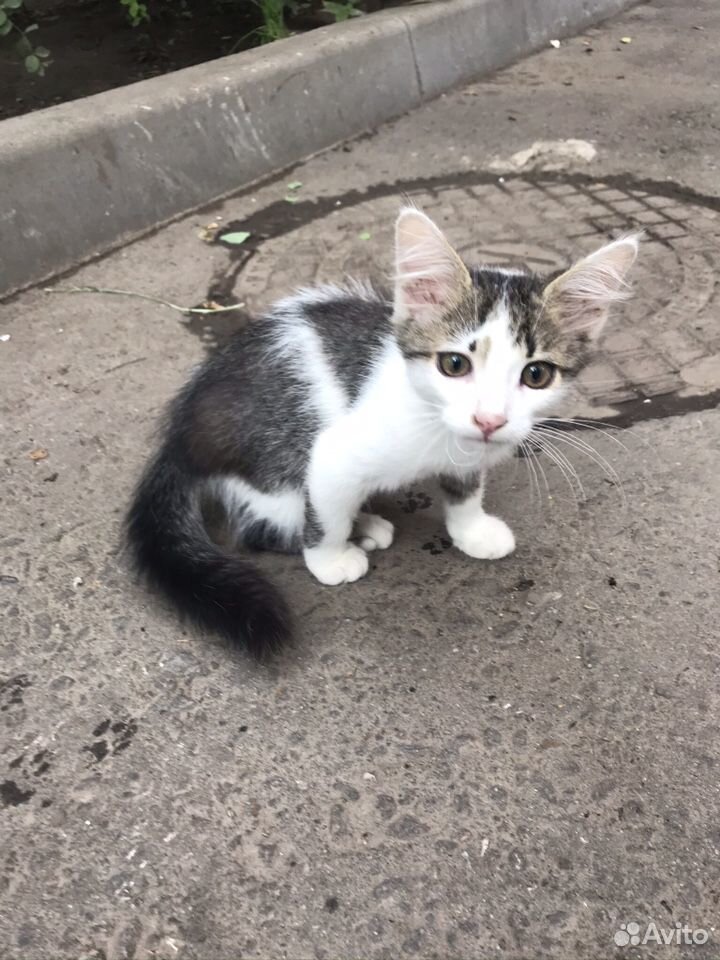Котёнок мальчик 4 мес