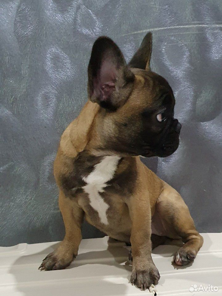 Французкий бульдог