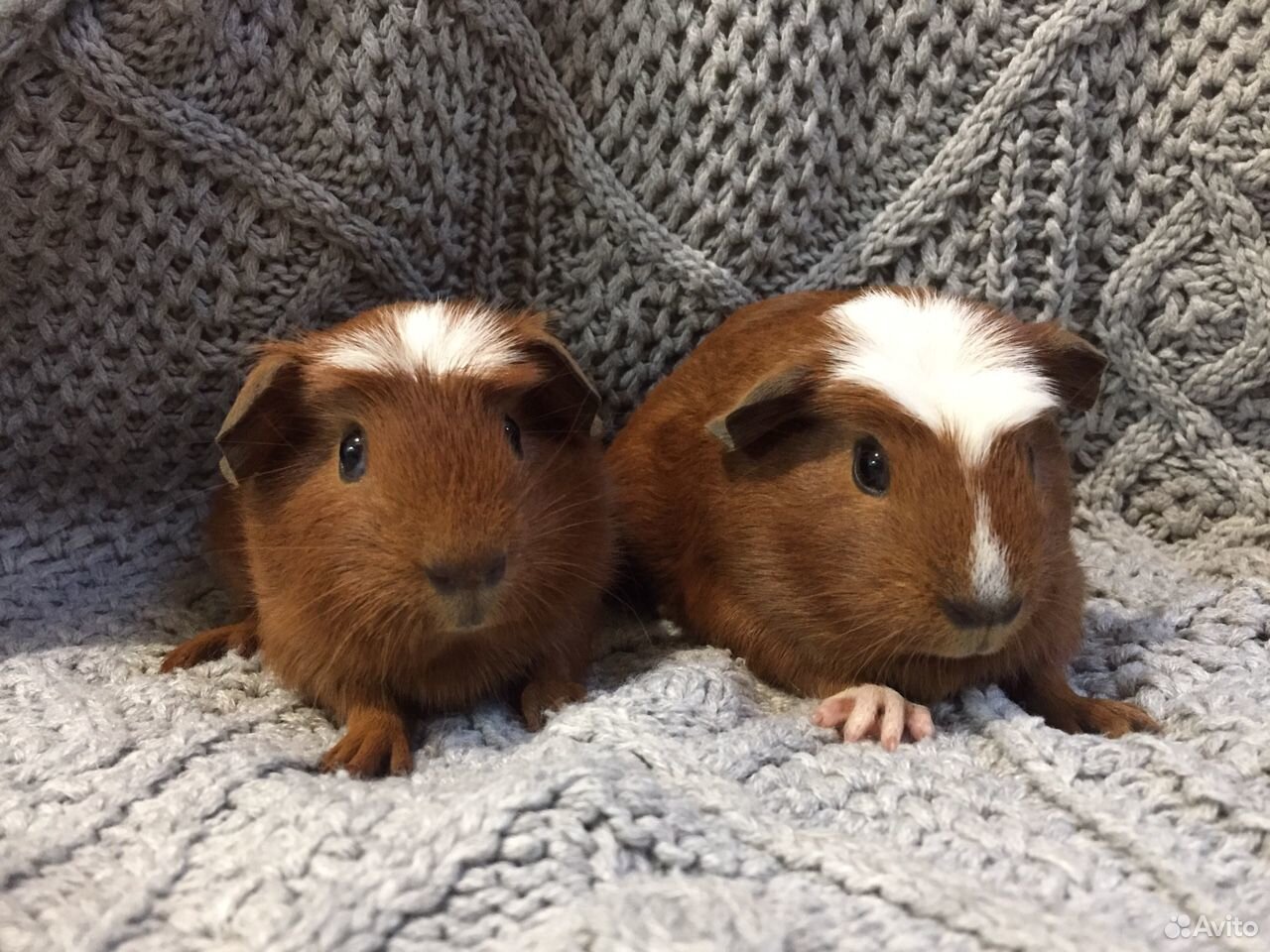 Морские свинки крестед мальчики