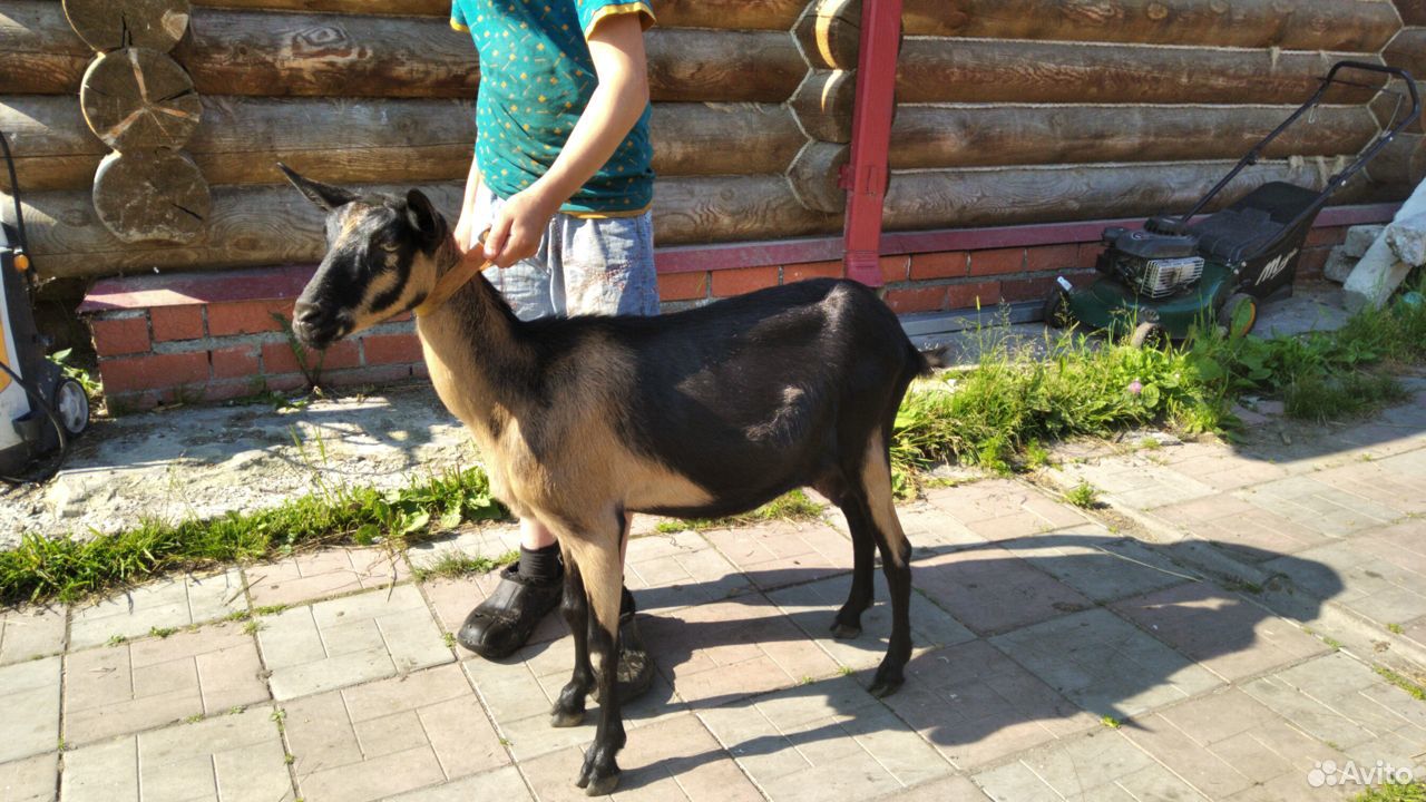 Альпийские козочки и козлик ч/п