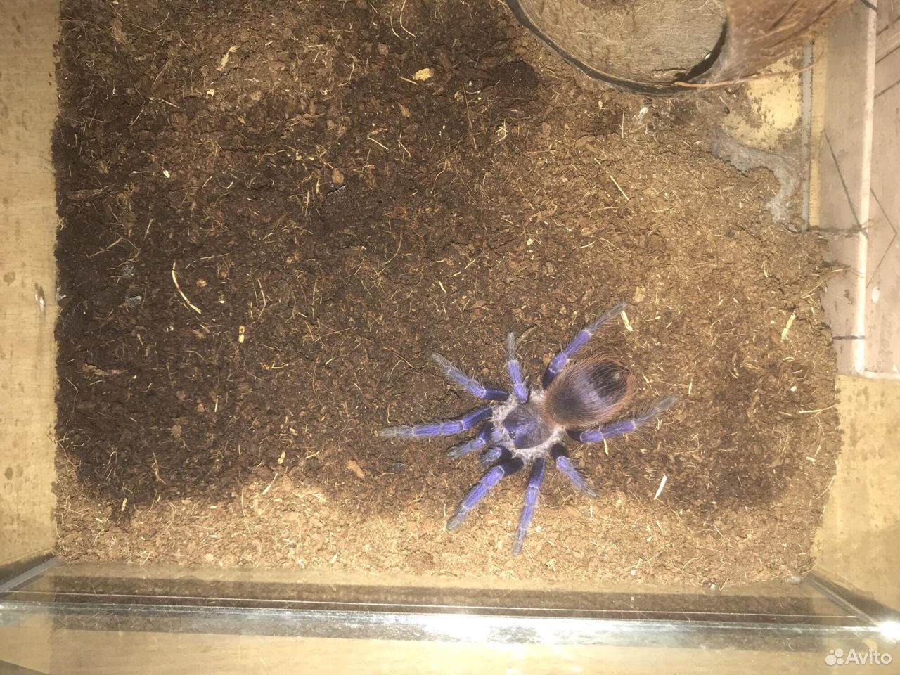 Паук птицеед Pterinopelma sazimai
