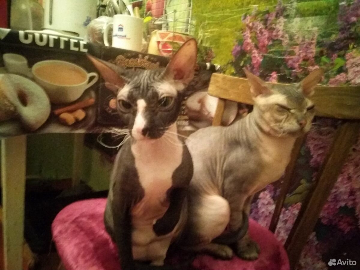 Канадский сфинкс