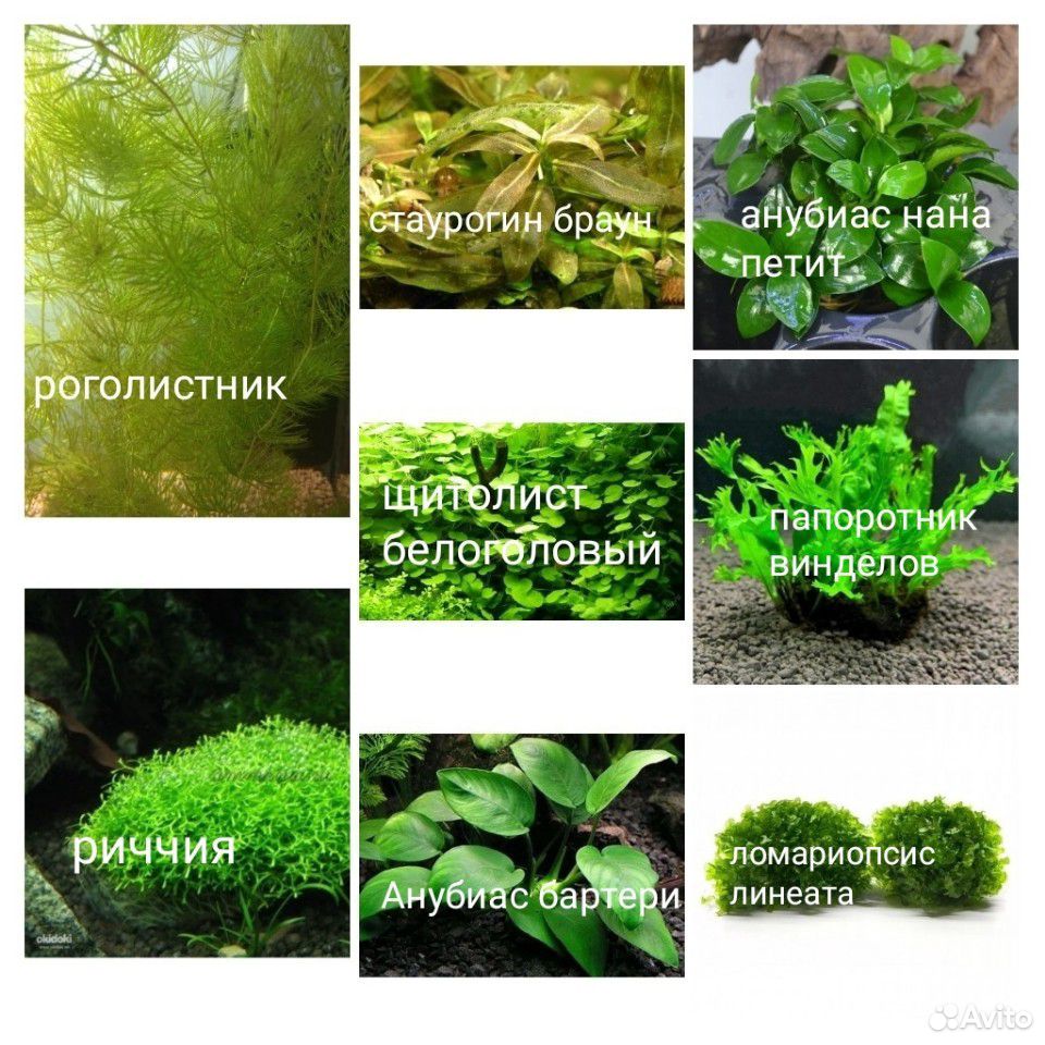 Набор аквариумных растений