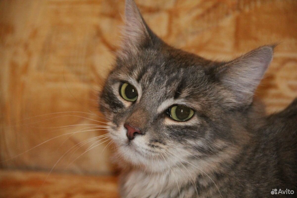 Кошка Диана