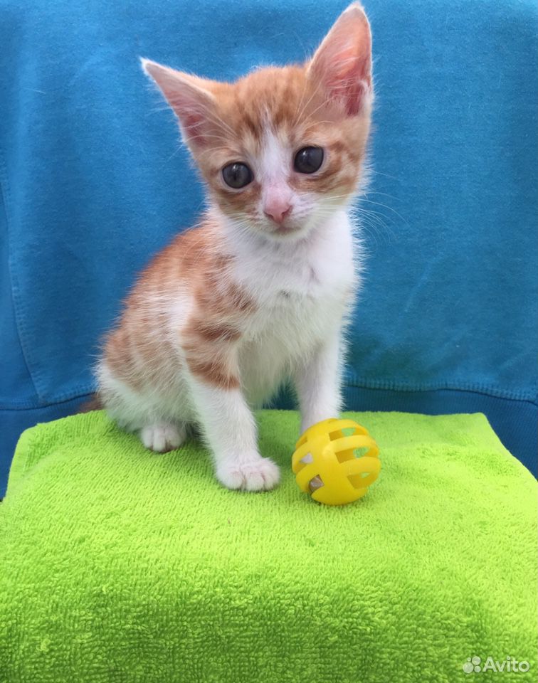 Маленькая рыжая киска