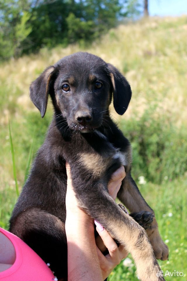 Щенок Девочка Дакота