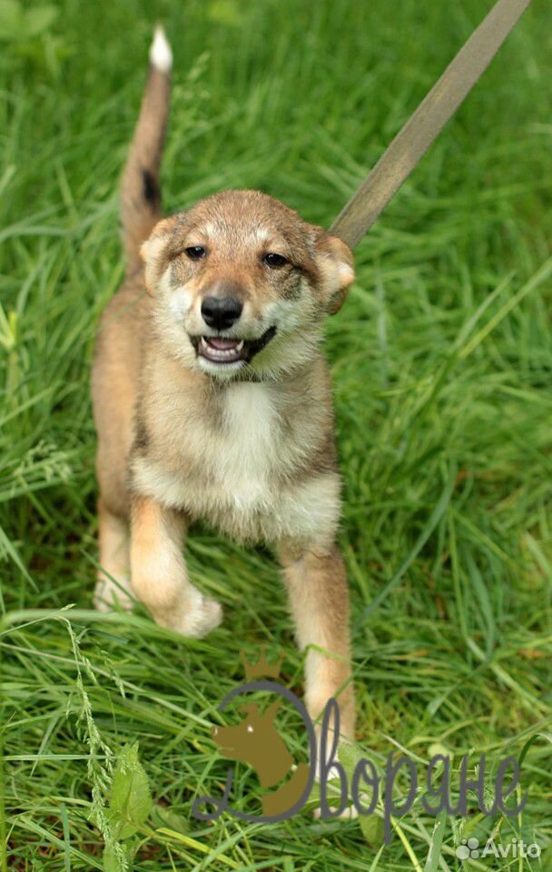 Весёлая Фанта в дар