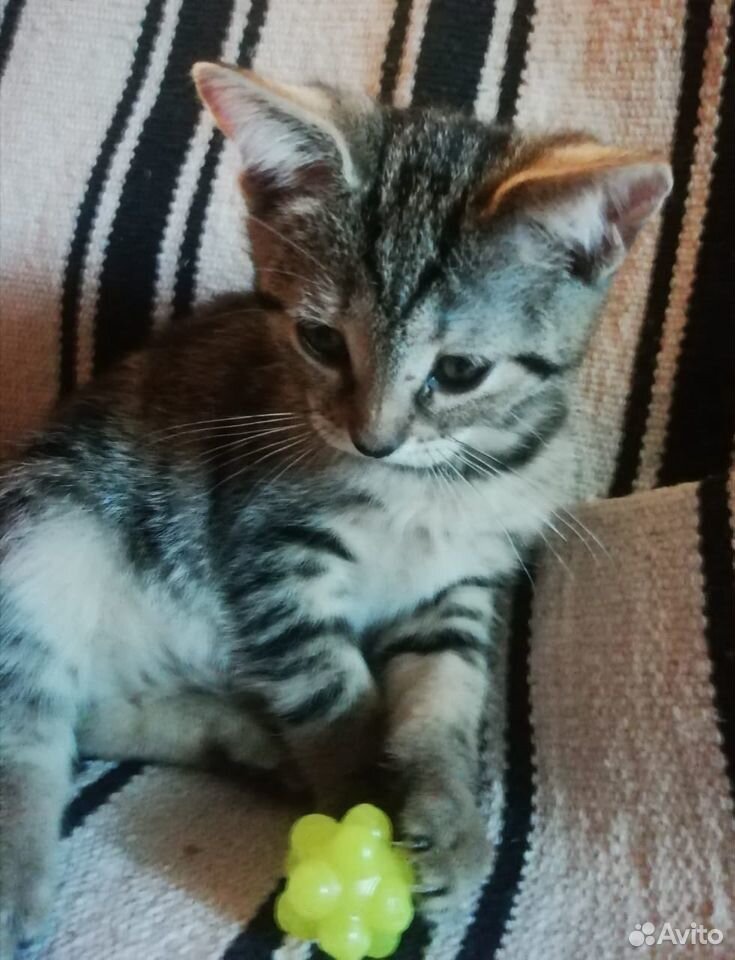 Отдам котят в добрые руки