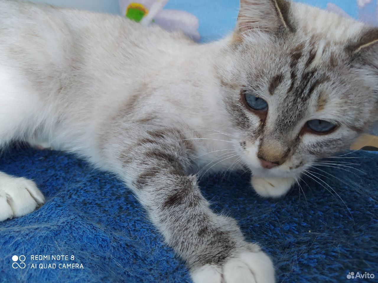 Голубоглазая Симона ждет хозяина