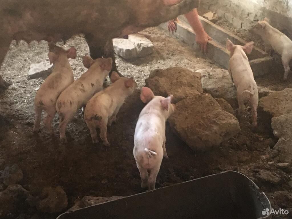 Поросята от белой крупной