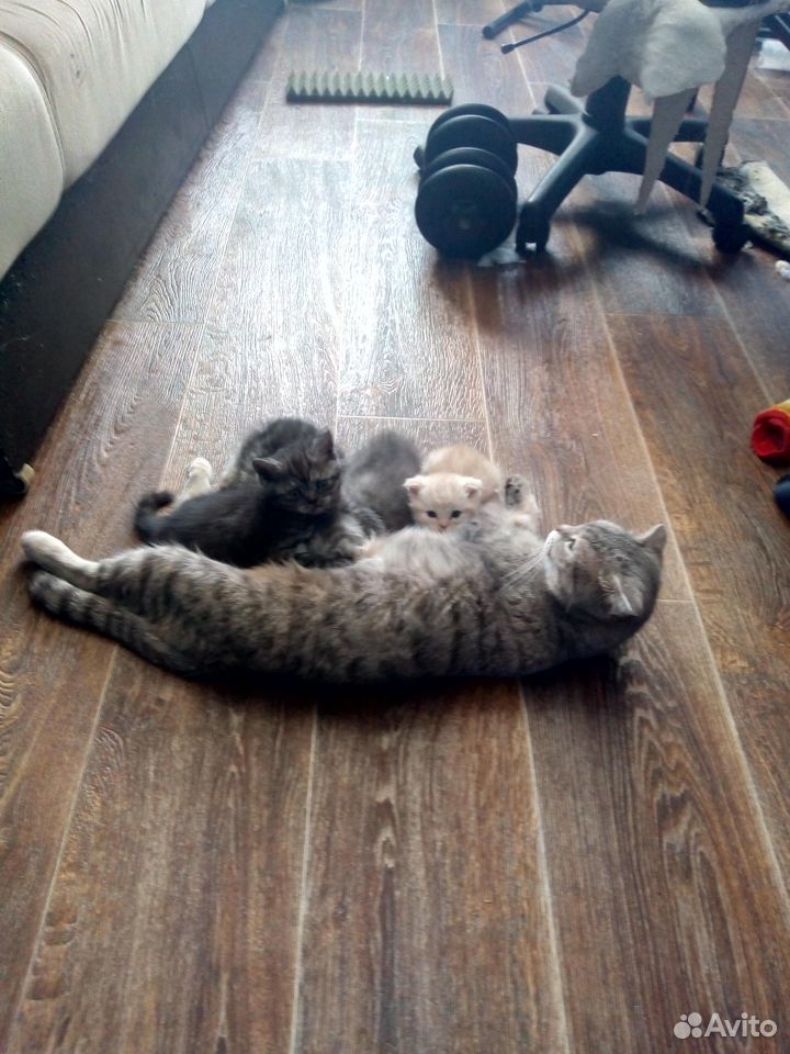 Шотландские котята