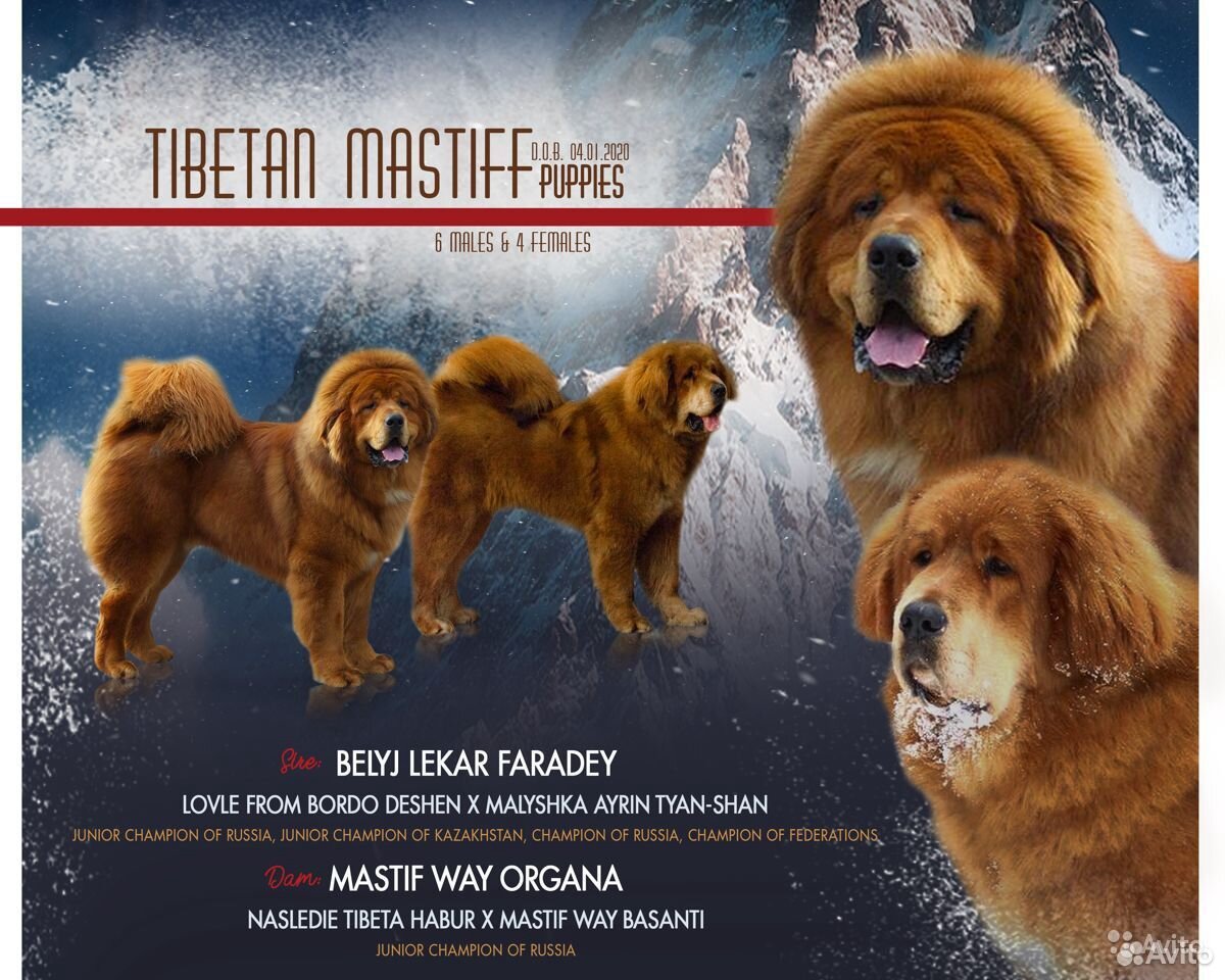 Тибет мальчик