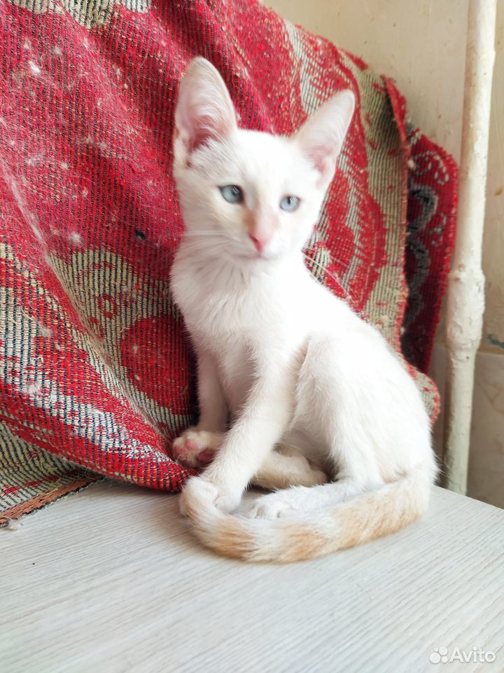 Сиамский котик