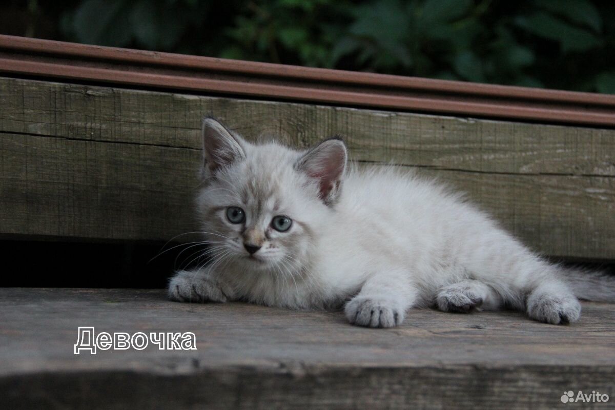 Британские котята