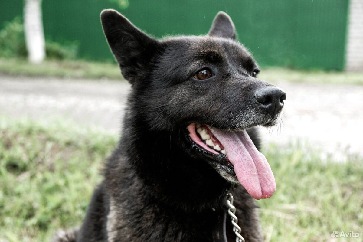 Собака Эльза