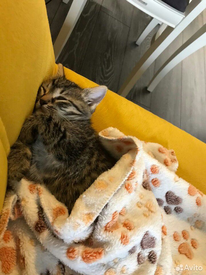 Мини тигр
