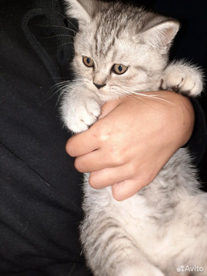 Кошка