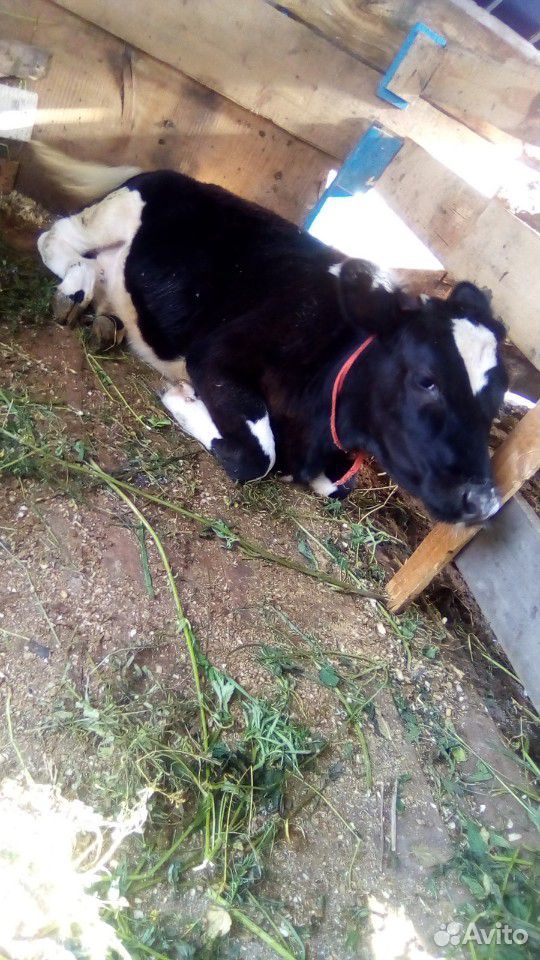 34000 телочка 5 месяцев