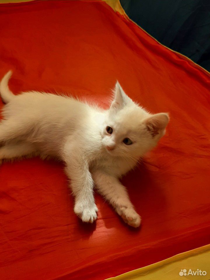 Котенок 1-2 месяца