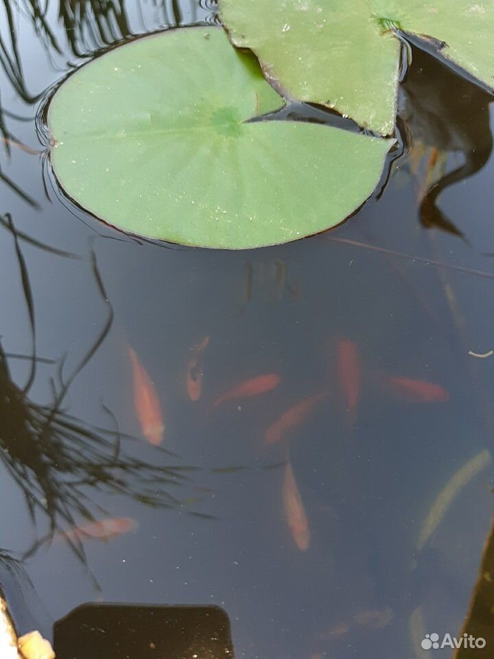 Декоративная золотая рыбка-карась комета