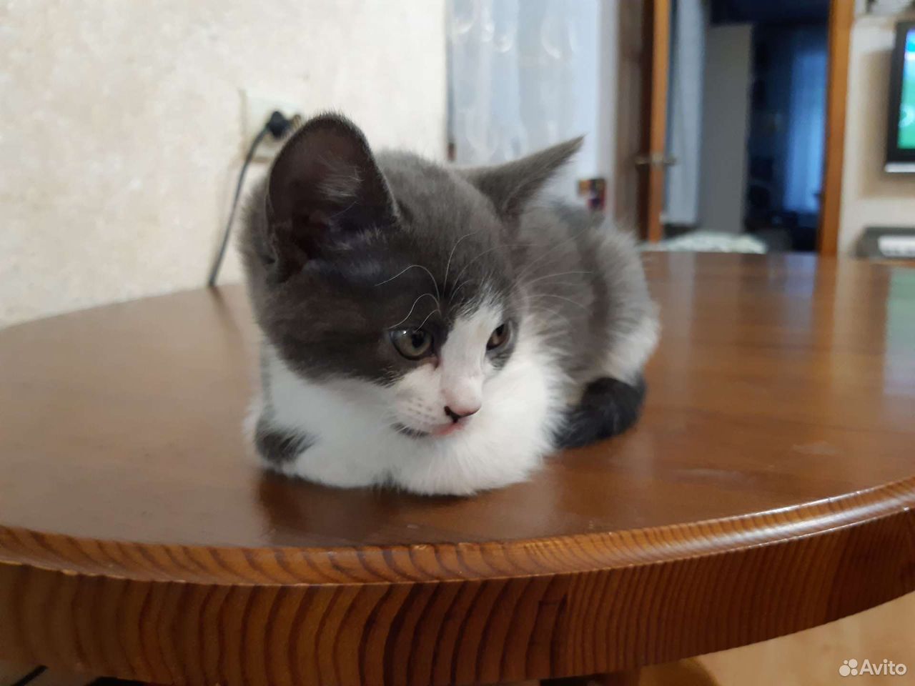 Кошка