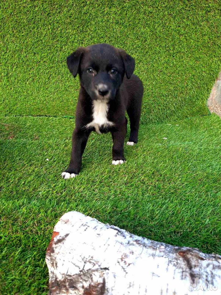 Кто давно хотел маленькую собачку Вот кроха