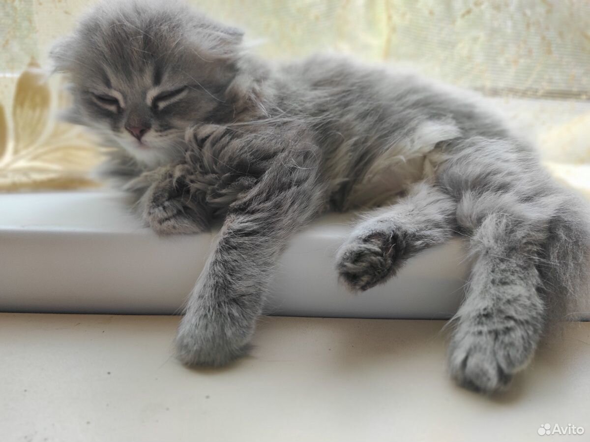 Кошечка Шотландка вислоухая