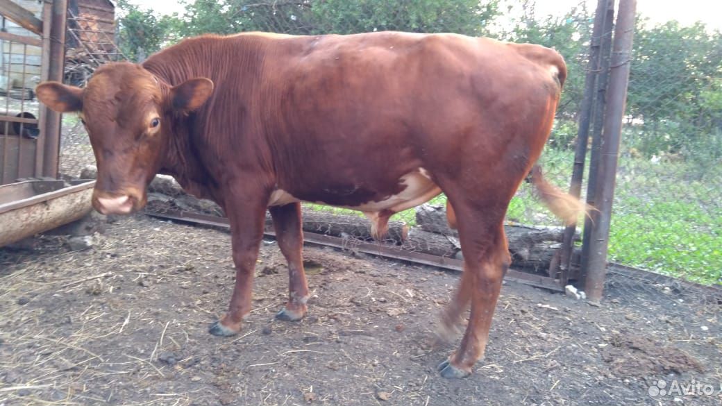 Продам двух быков