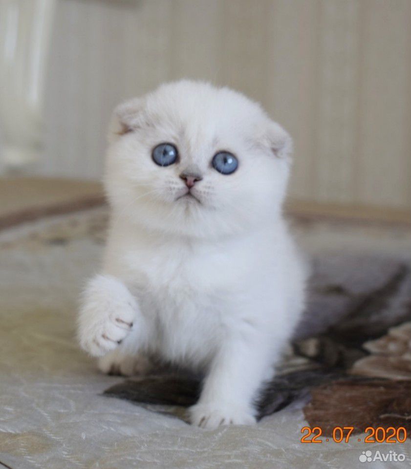 Шотландская серебристая шиншилла колорпойнт