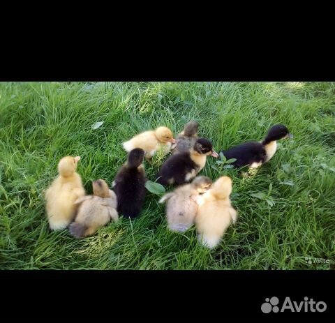 Гусята индоутята