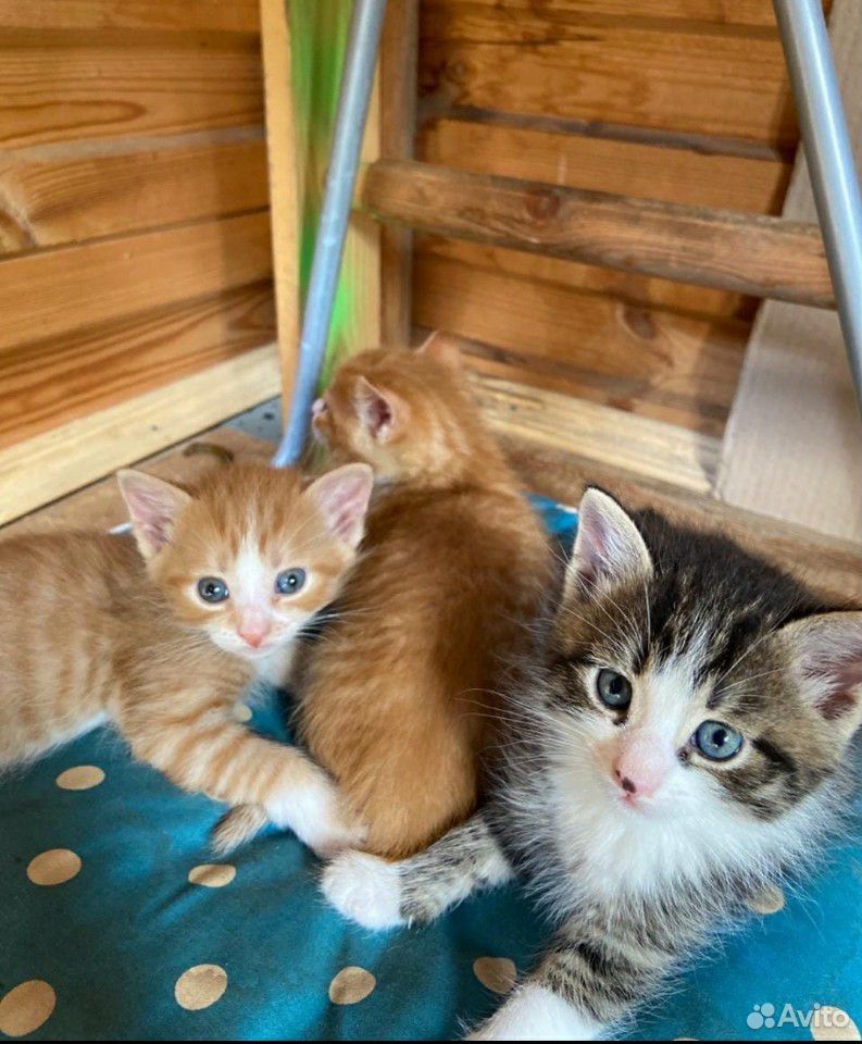 Котята ищат дом