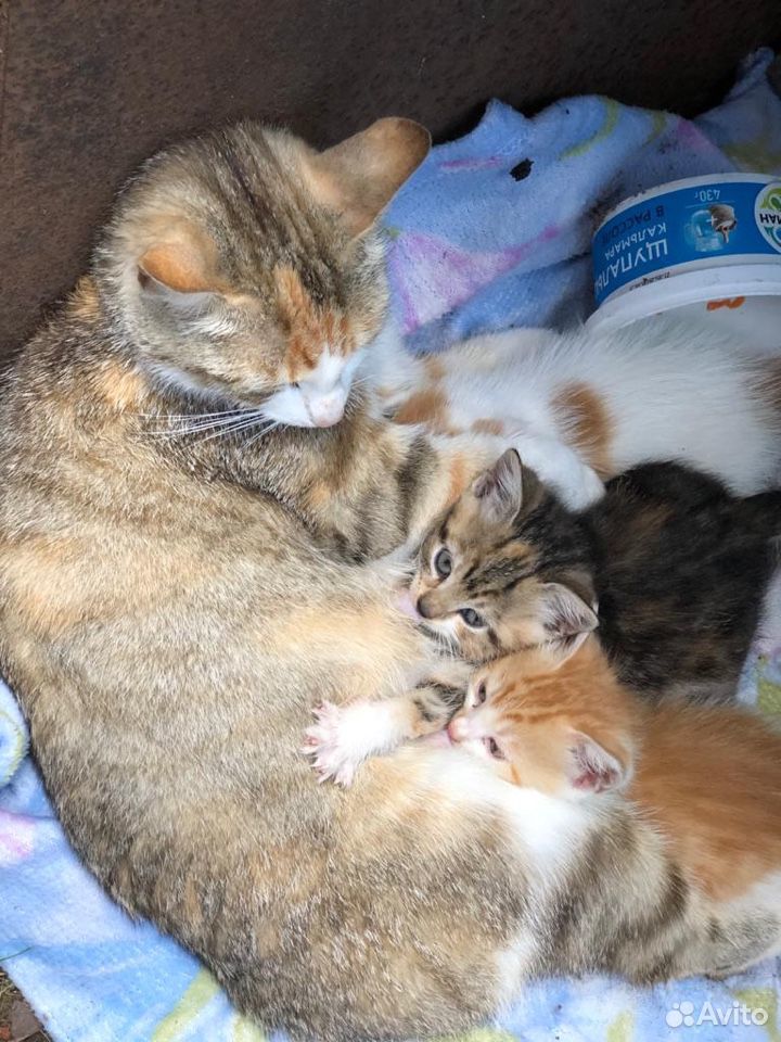 Котята