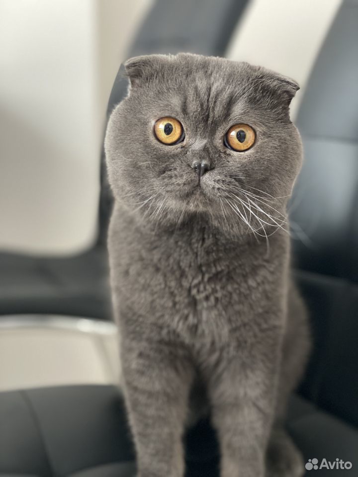 Шотландская