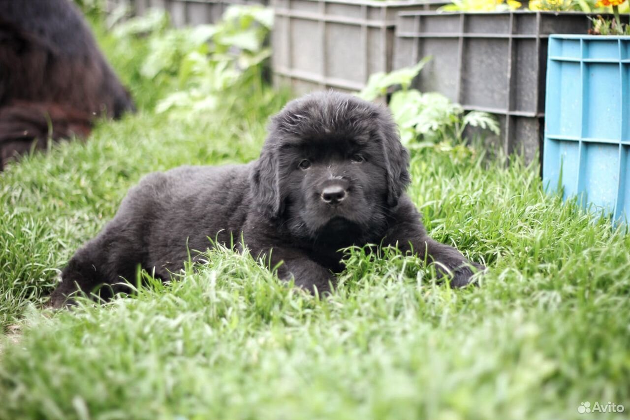 Ньюфодевочка черного окраса