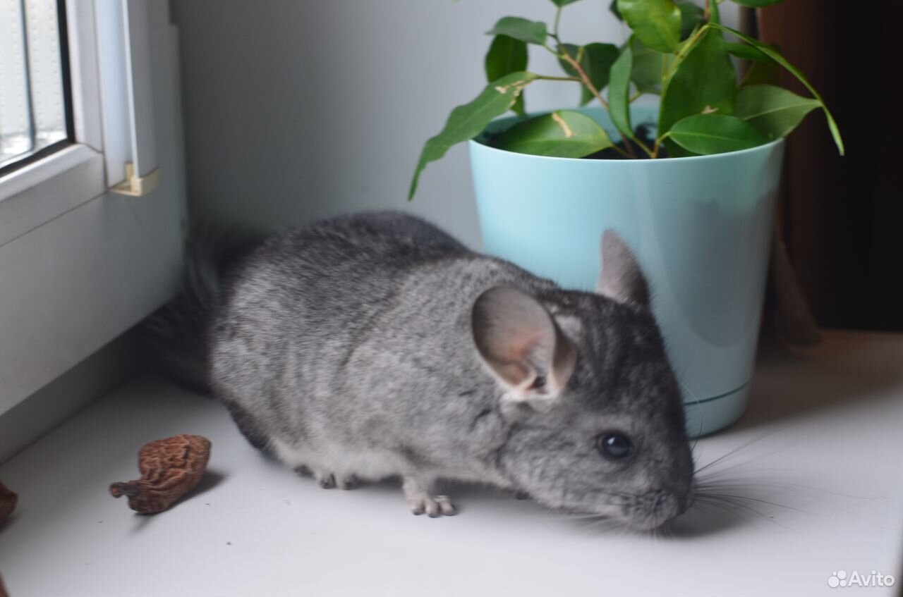 Шиншилленок