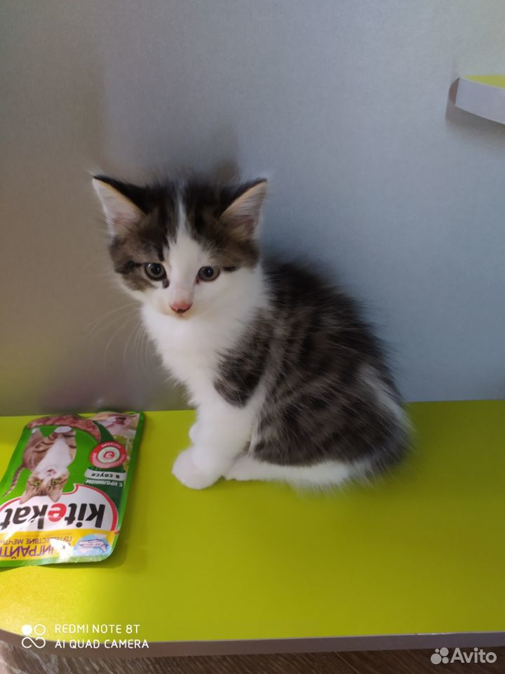 Кот Курил