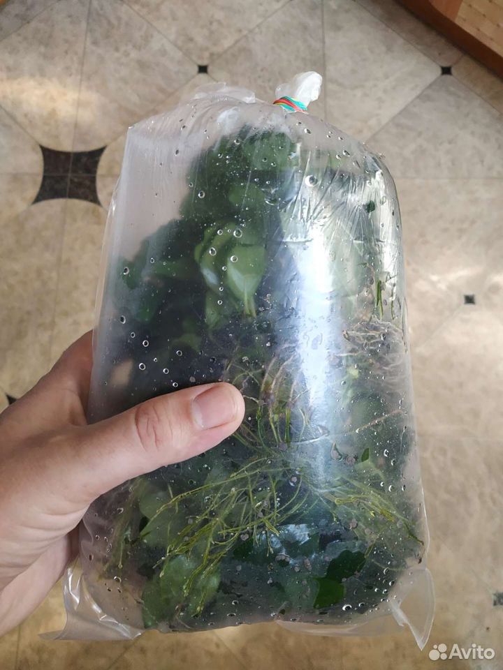 Анубиас кустов 6
