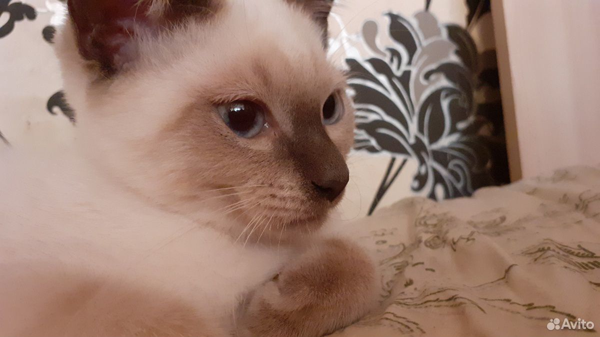 Ласковый котенок
