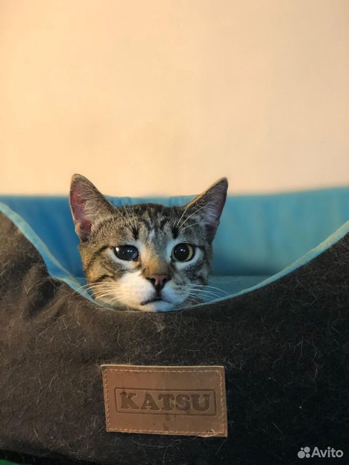 В добрые руки котенок